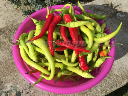 Sterilované kozí rohy :: Nové inspirace